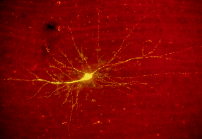 Small molecular interaction-based fluorescence enhancement for second ...